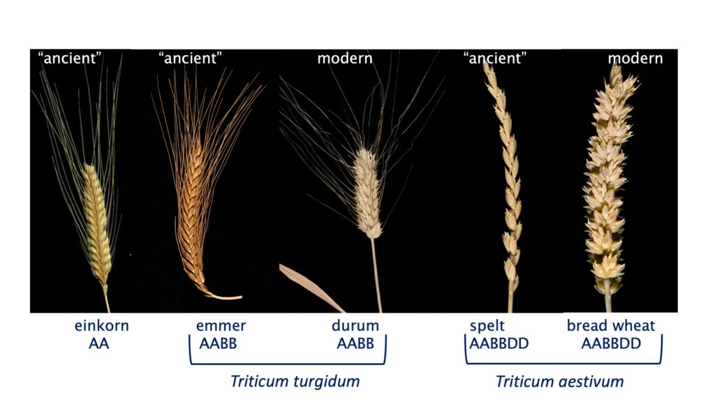 ‘Well on Wheat?’ Project: Fewer abdominal complaints due to ancient ...